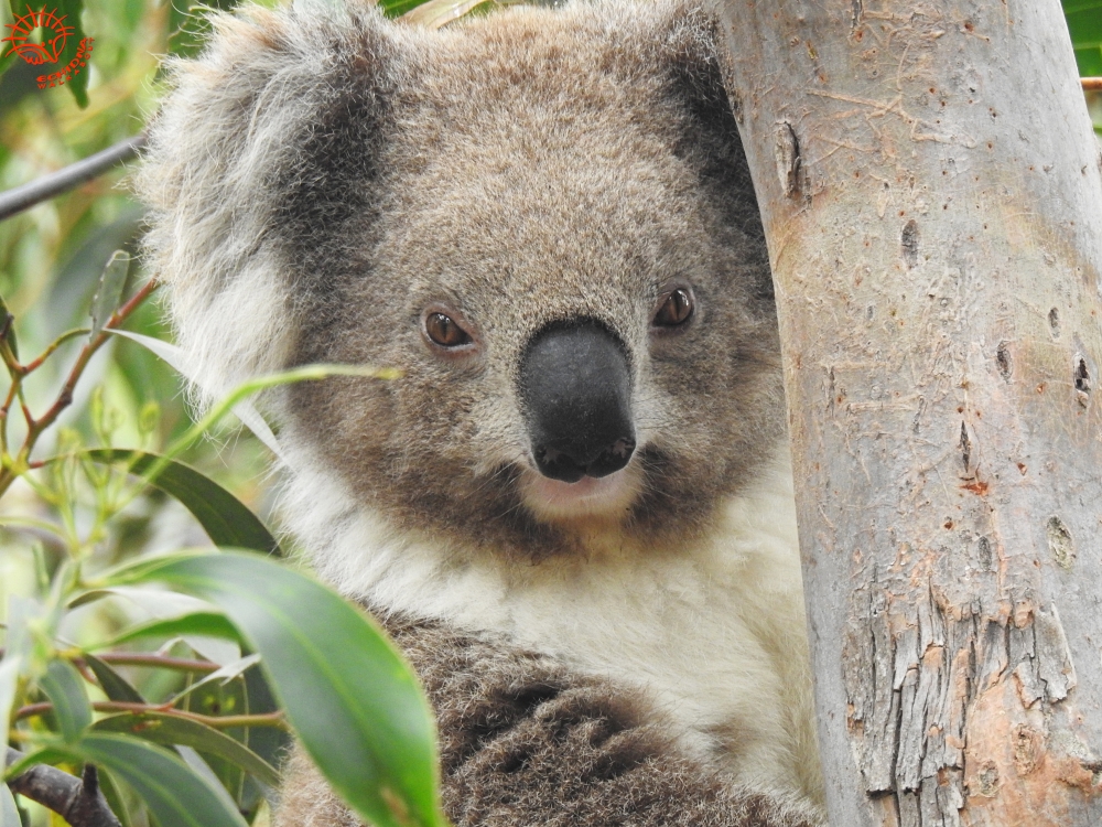 About Koala Misty – Koala Clancy Foundation