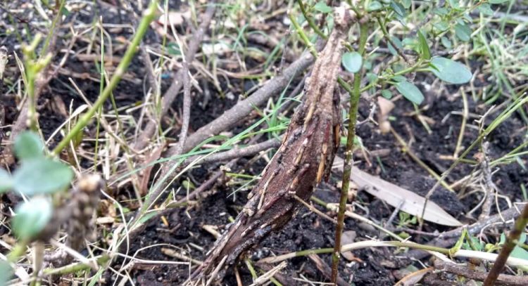 Saunders Case Moth: Cocoons In My Garden – Koala Clancy Foundation