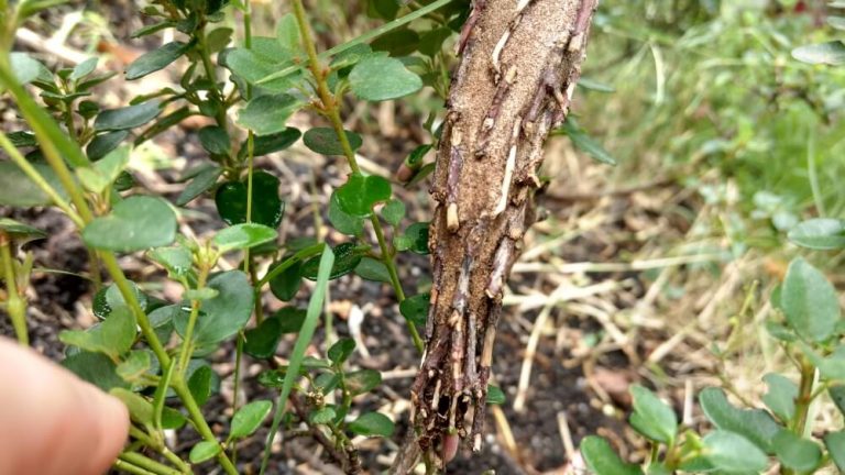 Saunders Case Moth: Cocoons In My Garden – Koala Clancy Foundation