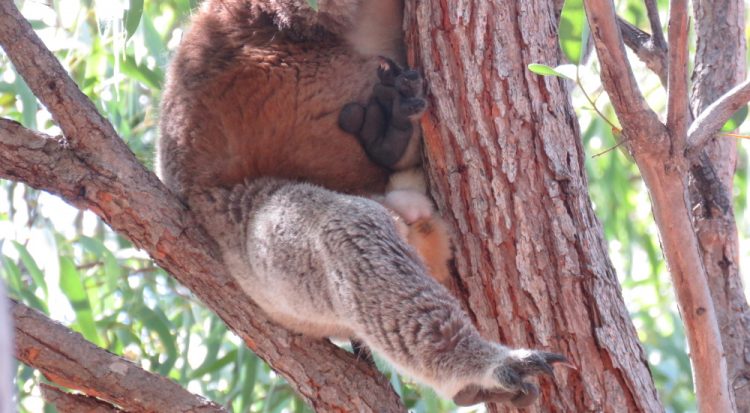 Difference Between Male & Female Koalas – Koala Clancy Foundation