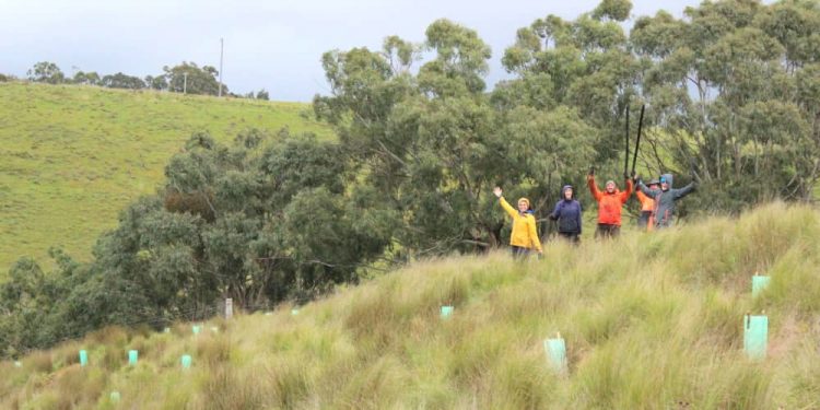 A Koala Tree Planter’s Day in Australia.. – Koala Clancy Foundation
