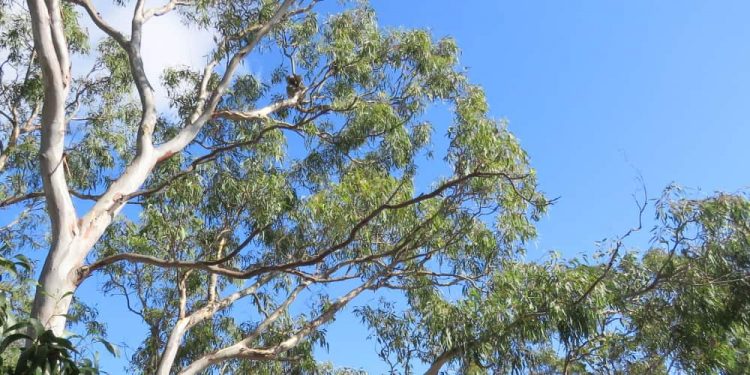 Best Trees to Plant For Koalas in Victoria – Koala Clancy Foundation