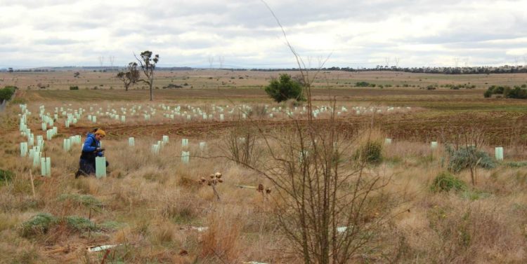 Koala Tree Planting Reducing Net Carbon Emissions – Koala Clancy Foundation