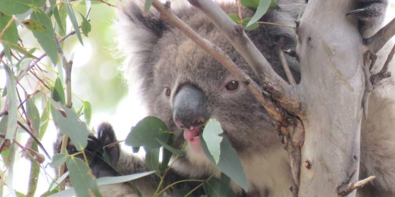 How Do Koalas Eat? – Koala Clancy Foundation