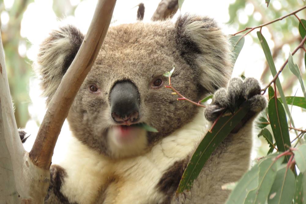 What Do Baby Koalas Eat