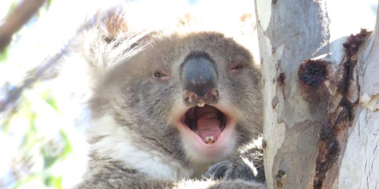 How Do Koalas Eat? – Koala Clancy Foundation