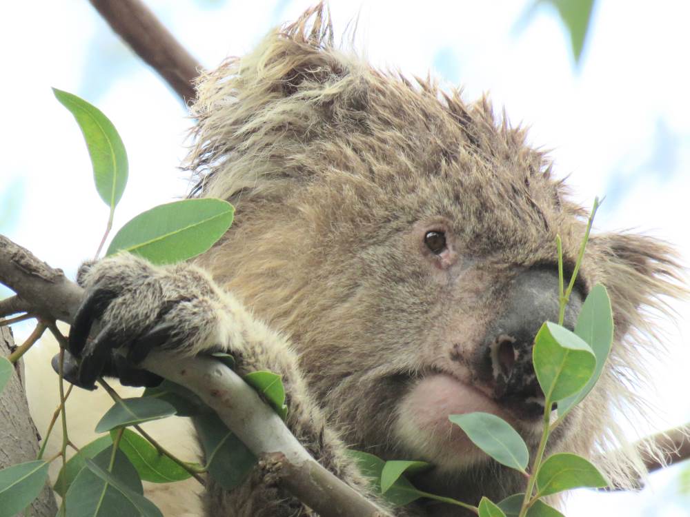 About Koala Winberry – Koala Clancy Foundation