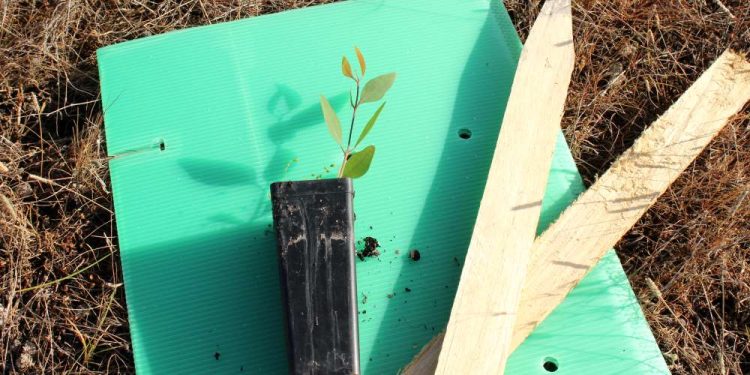 Is tree planting really helping koalas? Here’s the evidence. – Koala ...