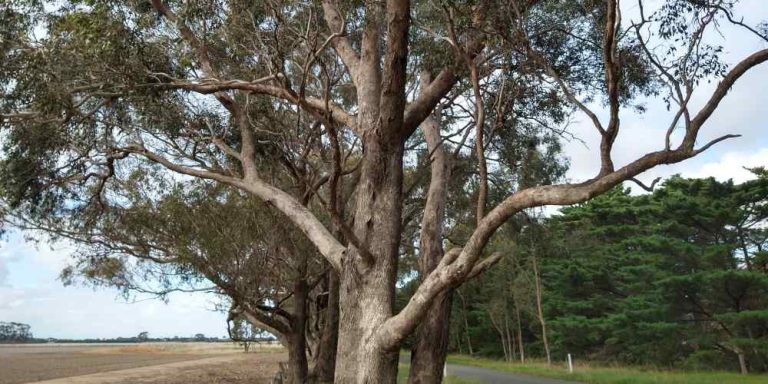 What we plant for koalas and why – Koala Clancy Foundation