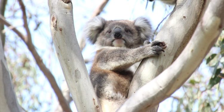 Koala hands are large and strong and sensitive. – Koala Clancy Foundation