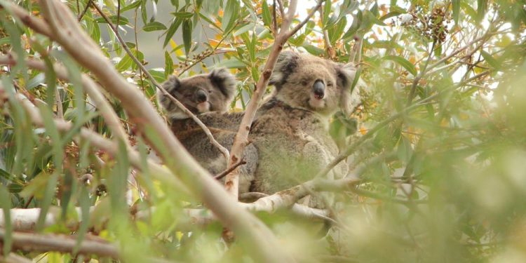 Koala charity highlights of 2022 – Koala Clancy Foundation