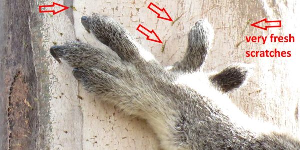 Koala hands are large and strong and sensitive. – Koala Clancy Foundation