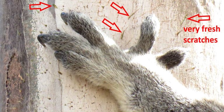 Koala hands are large and strong and sensitive. – Koala Clancy Foundation