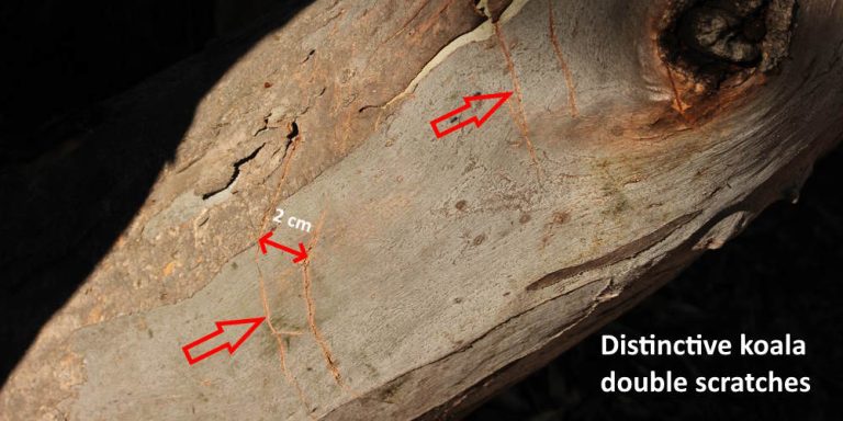 Koala hands are large and strong and sensitive. – Koala Clancy Foundation