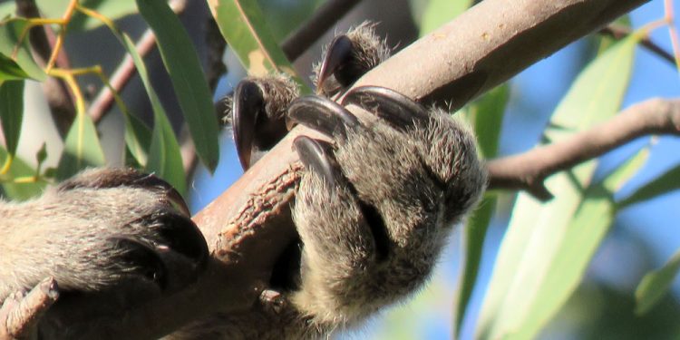Koala hands are large and strong and sensitive. – Koala Clancy Foundation