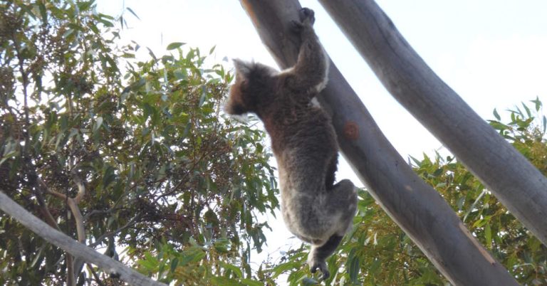 Koala hands are large and strong and sensitive. – Koala Clancy Foundation