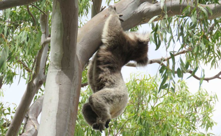 Koala hands are large and strong and sensitive. – Koala Clancy Foundation