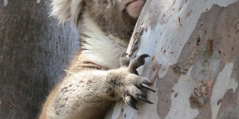 Koala hands are large and strong and sensitive. – Koala Clancy Foundation