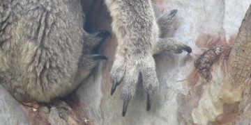 Koala hands are large and strong and sensitive. – Koala Clancy Foundation