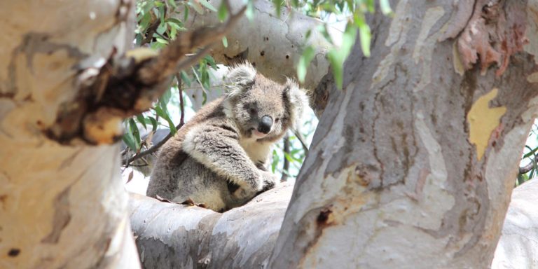 Is tree planting really helping koalas? Here’s the evidence. – Koala ...