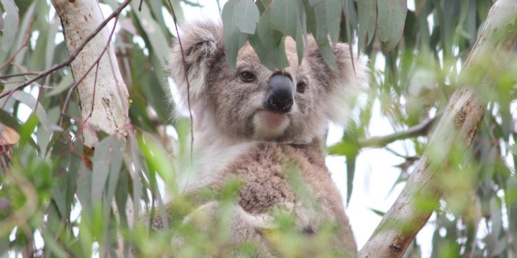Difference Between Male & Female Koalas – Koala Clancy Foundation
