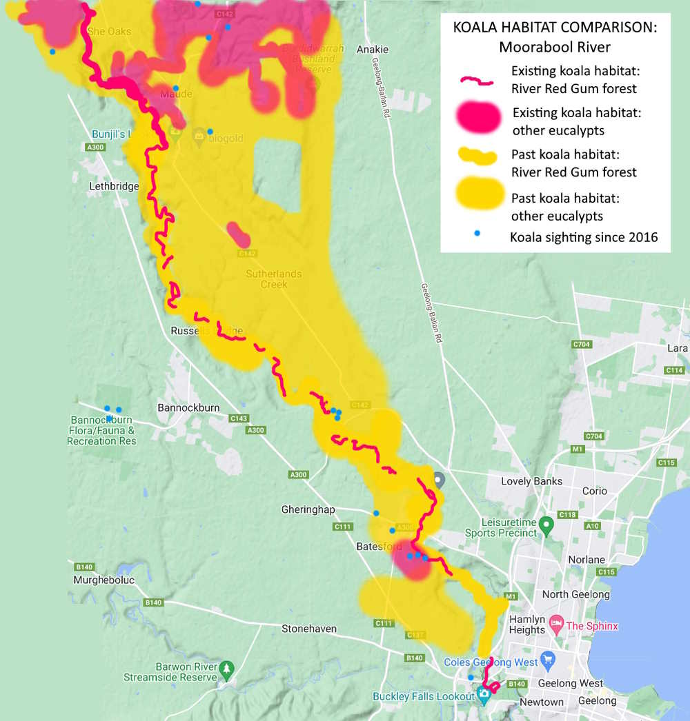 A koala dream for the Moorabool River in Victoria – Koala Clancy Foundation