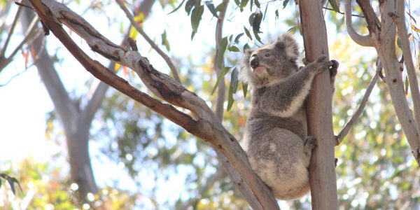 The friendly community planting trees for koalas – Koala Clancy Foundation