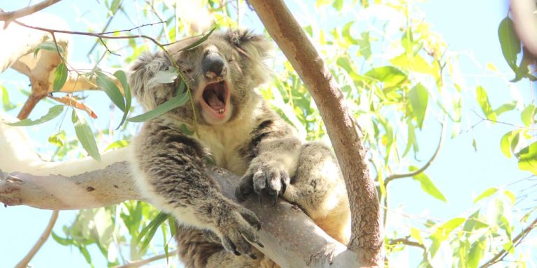 Difference Between Male & Female Koalas – Koala Clancy Foundation