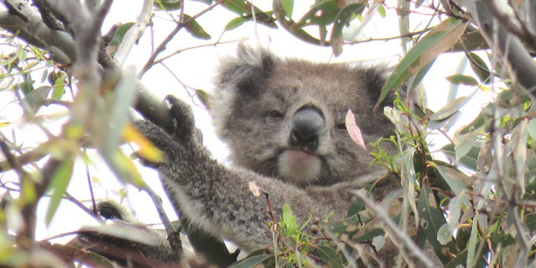 Sweet female koala Goora – Koala Clancy Foundation