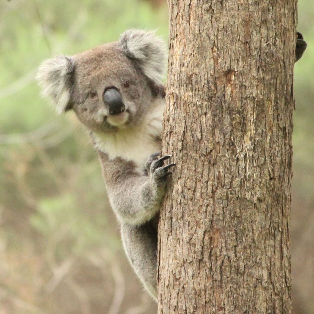 Koala Scientific Information – Koala Clancy Foundation