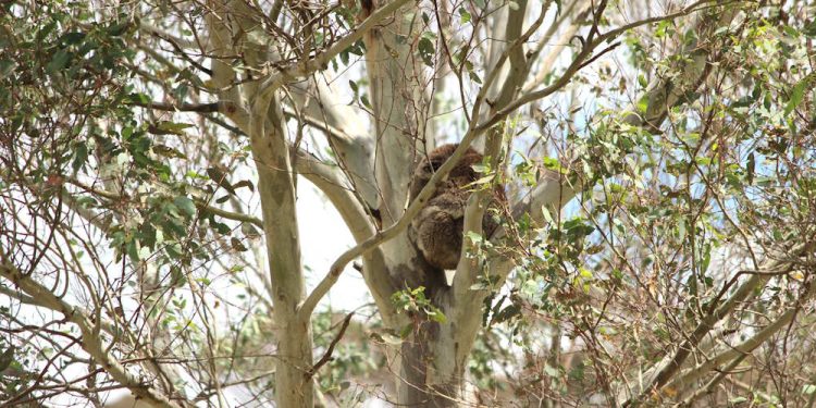 Is tree planting really helping koalas? Here’s the evidence. – Koala ...
