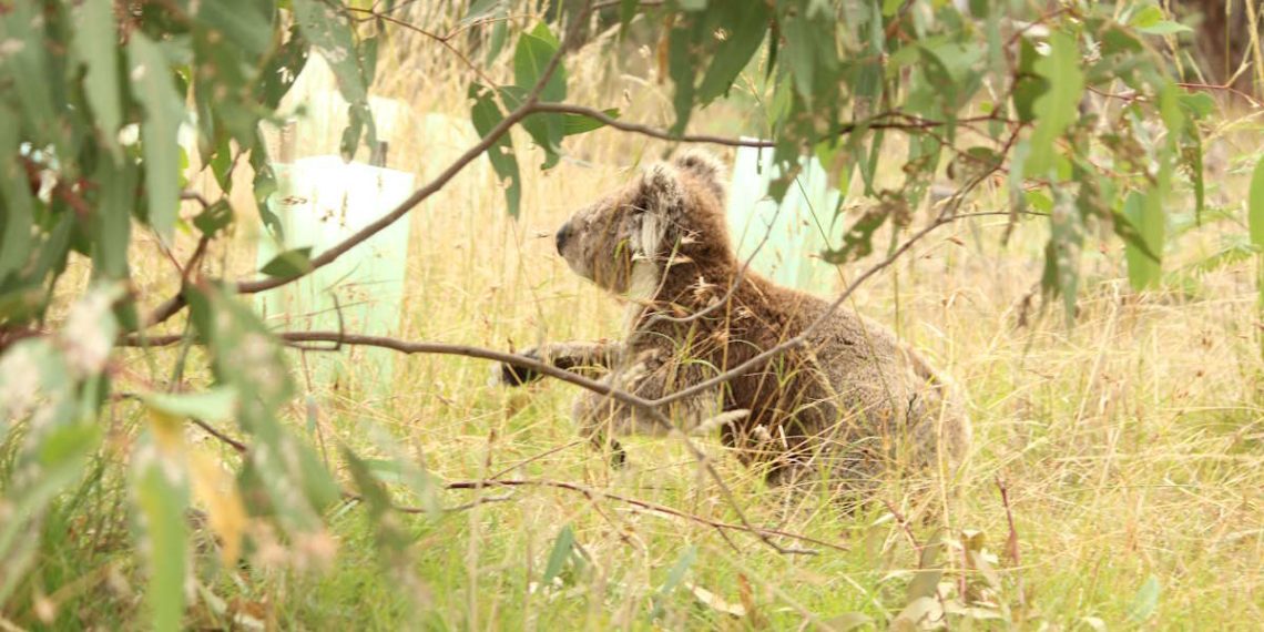 Is tree planting really helping koalas? Here’s the evidence. – Koala ...