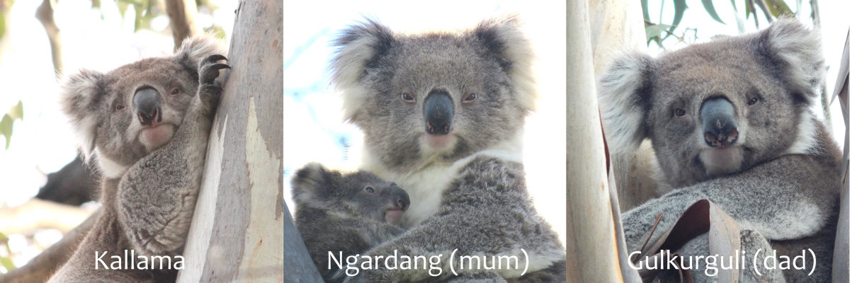 Koala joey returns: About Koala Kallama – Koala Clancy Foundation