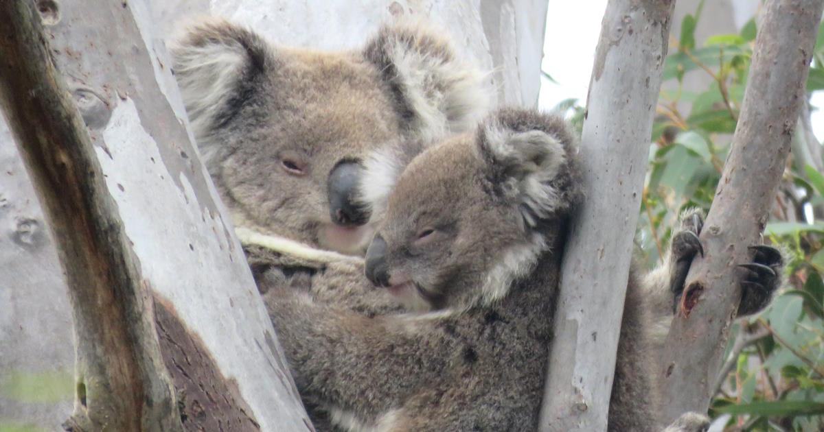 Koala joey returns: About Koala Kallama – Koala Clancy Foundation