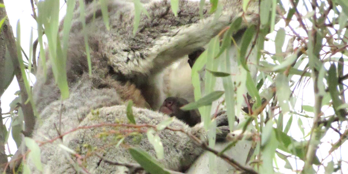 Koala joey returns: About Koala Kallama – Koala Clancy Foundation