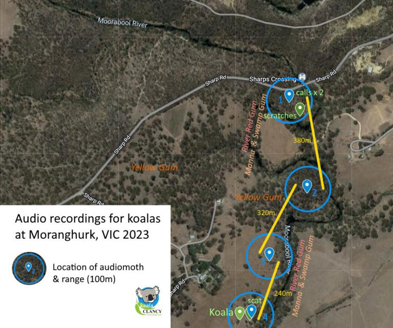 A step-by-step Guide to Audio Recorders For Koalas – Koala Clancy ...
