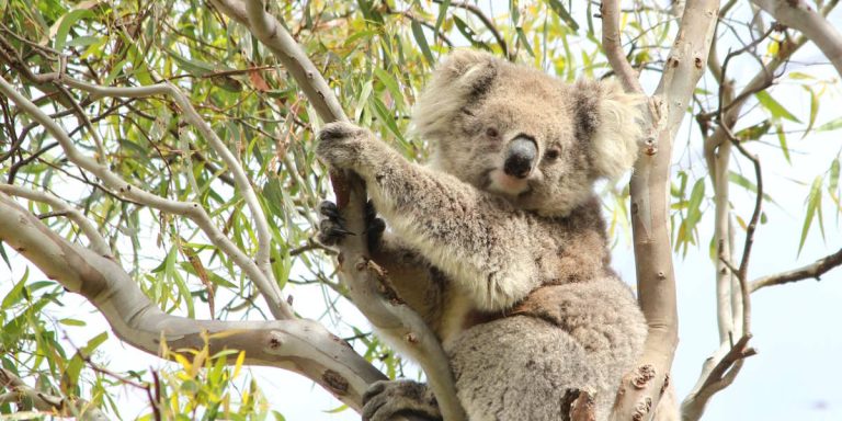Koala hands are large and strong and sensitive. – Koala Clancy Foundation