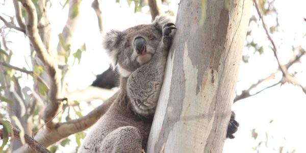 A Koala Tree Planter’s Day in Australia.. – Koala Clancy Foundation