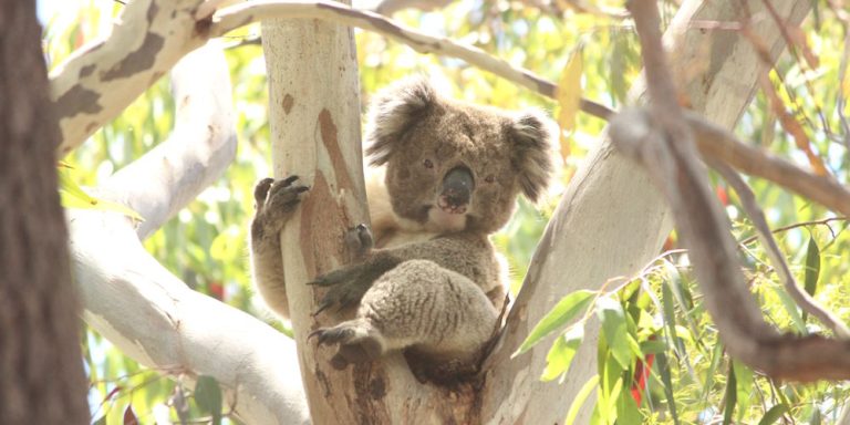 The Koalas that made 2023 wonderful – Koala Clancy Foundation