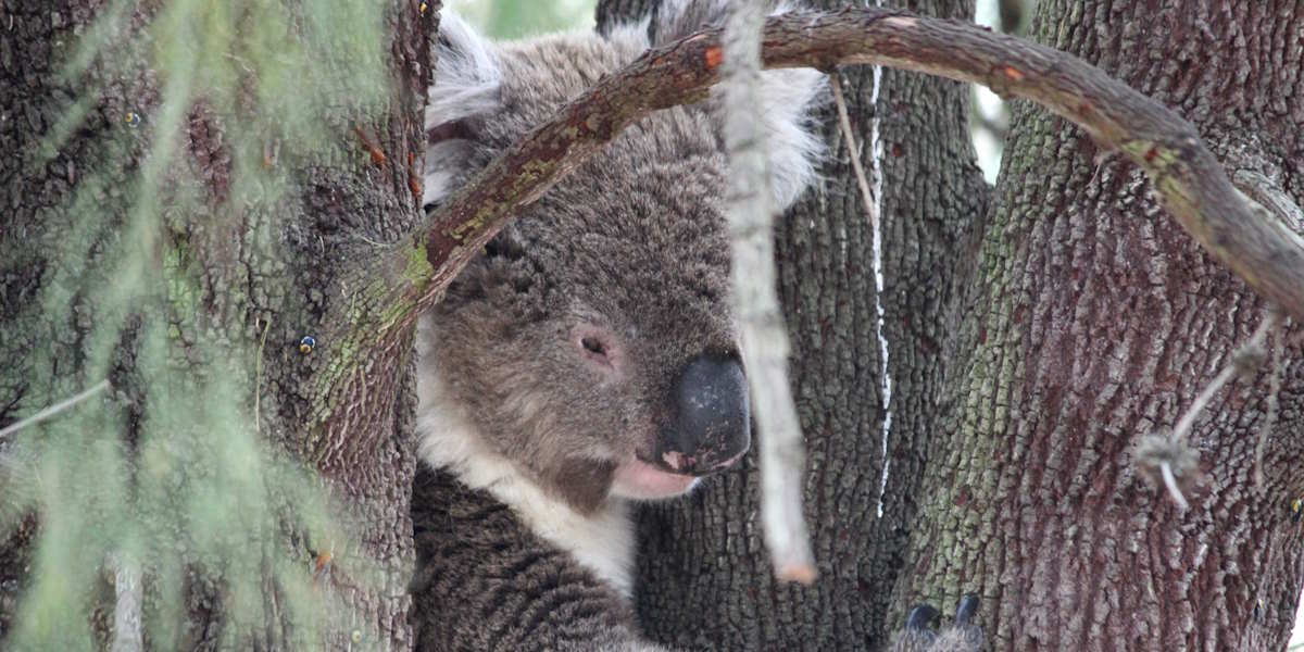 The importance of Cherry Ballarts to Koalas – Koala Clancy Foundation