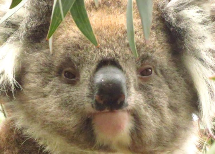 Koala Clancy Foundation – Habitat restoration & advocacy for Victorian ...
