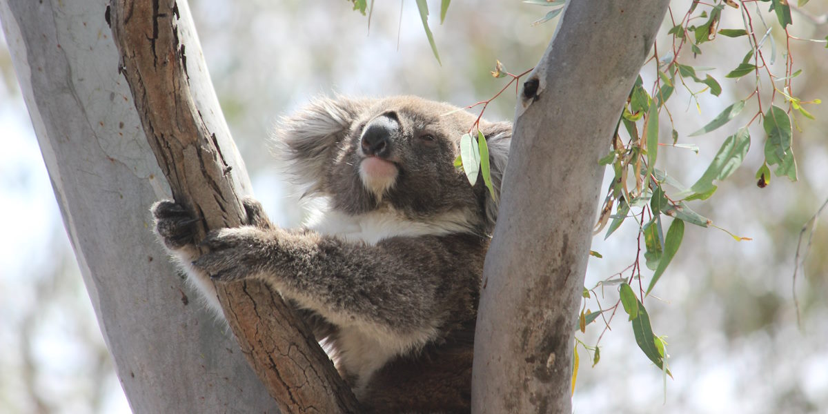 A Koala Tree Planter’s Day in Australia.. – Koala Clancy Foundation