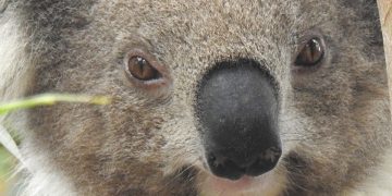 About Koala Eyes – Koala Clancy Foundation