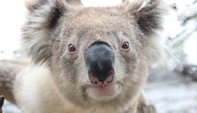 About Koala Eyes – Koala Clancy Foundation