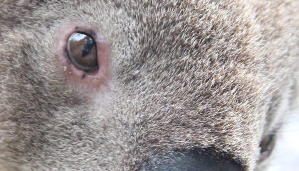 About Koala Eyes – Koala Clancy Foundation