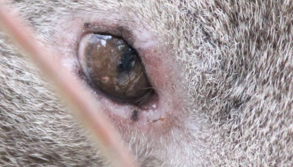 About Koala Eyes – Koala Clancy Foundation