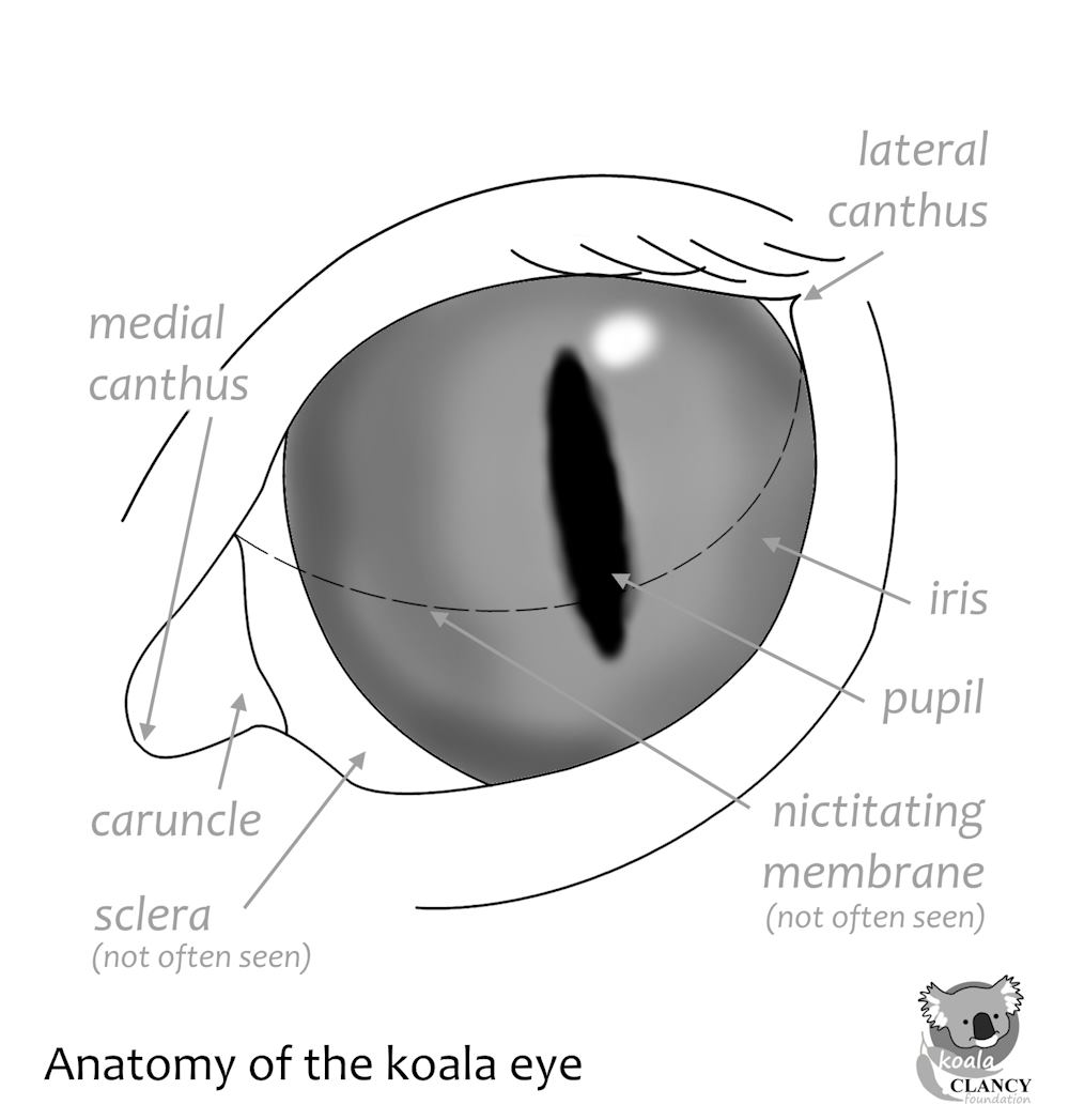 About Koala Eyes – Koala Clancy Foundation