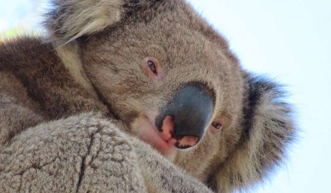 About Koala Eyes – Koala Clancy Foundation