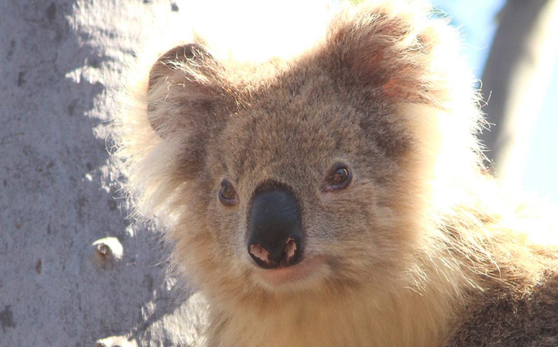 About Koala Eyes – Koala Clancy Foundation