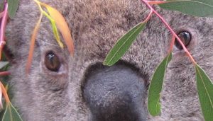 About Koala Eyes – Koala Clancy Foundation